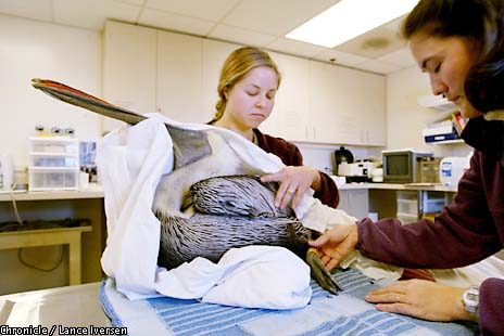 Birds' savior / For over 30 years, wildlife lover has come to the rescue