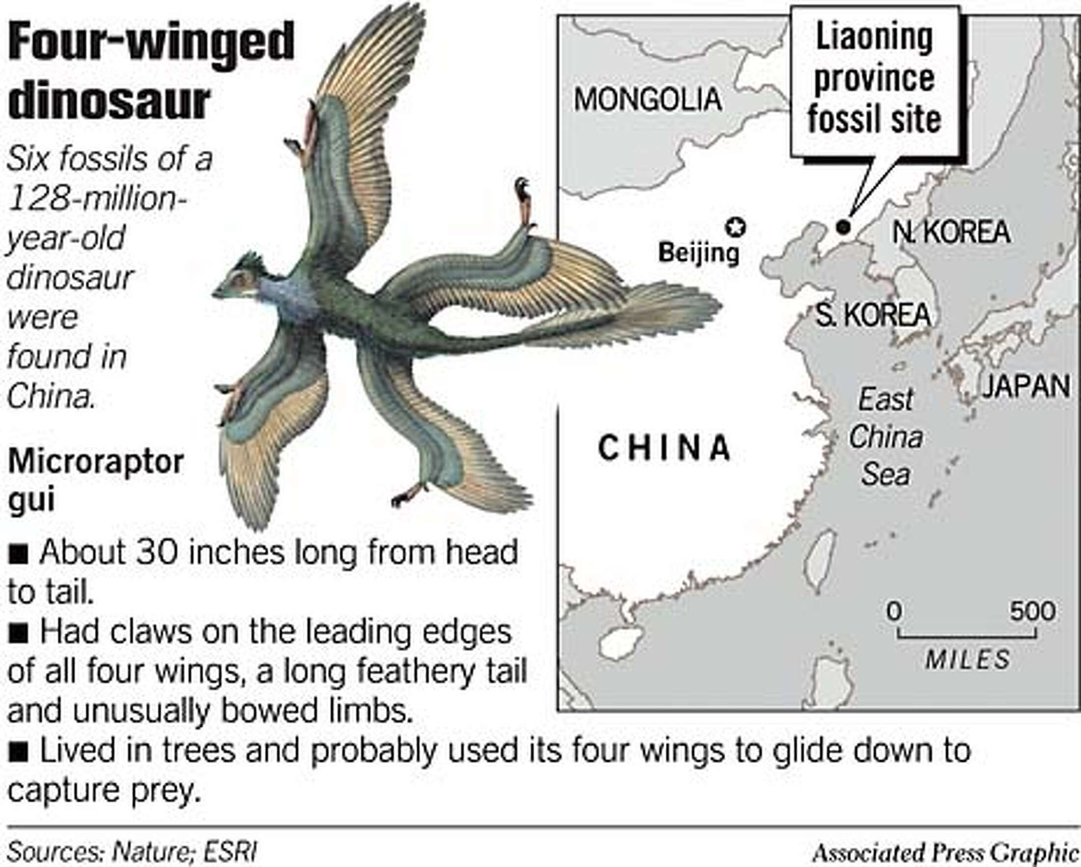4-winged dinosaurs / Feathered, chicken-size creatures found in China ...