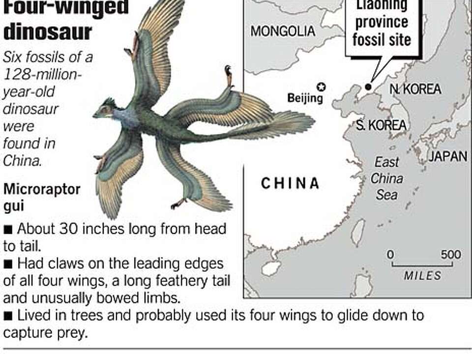 4-winged dinosaurs / Feathered, chicken-size creatures found in China ...