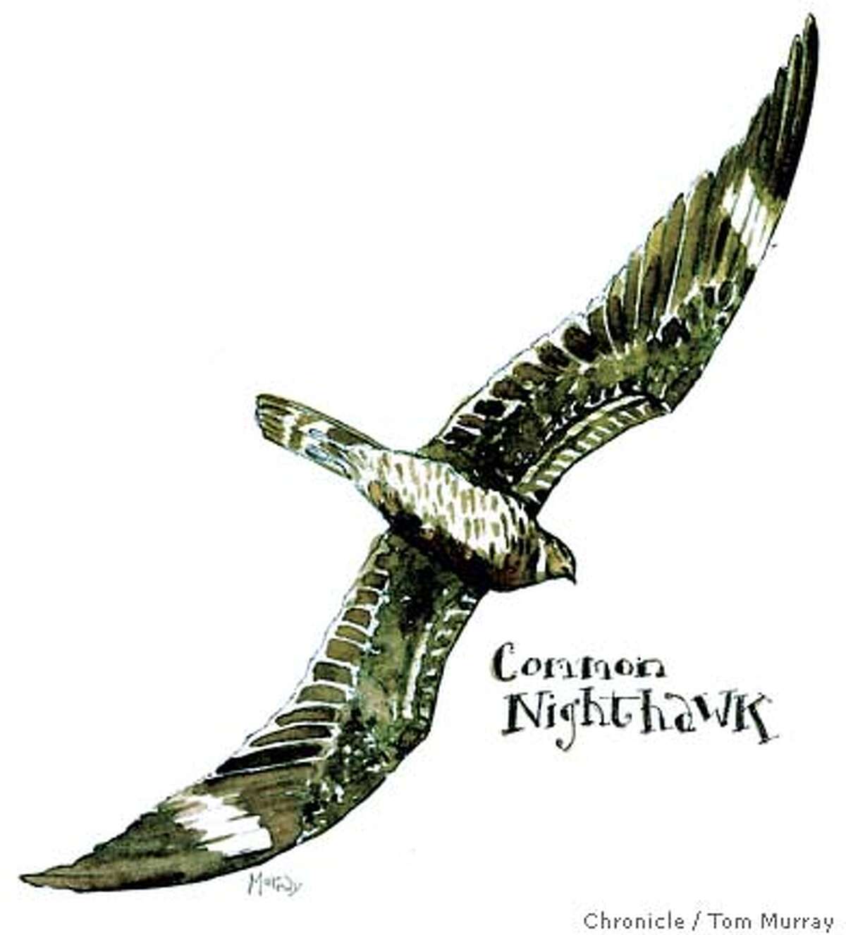 Grand slam for the common nighthawk