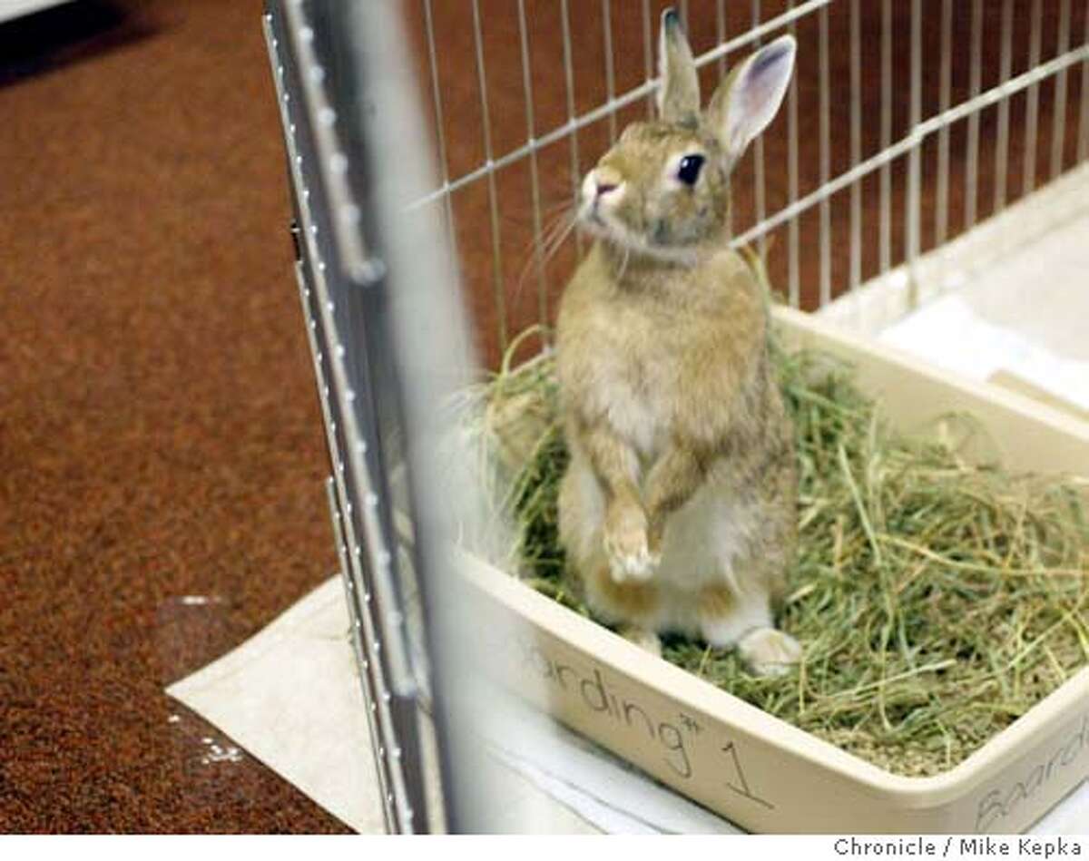 HAYWARD / Lifeguards who abused rabbit are sentenced / Two men taped ...
