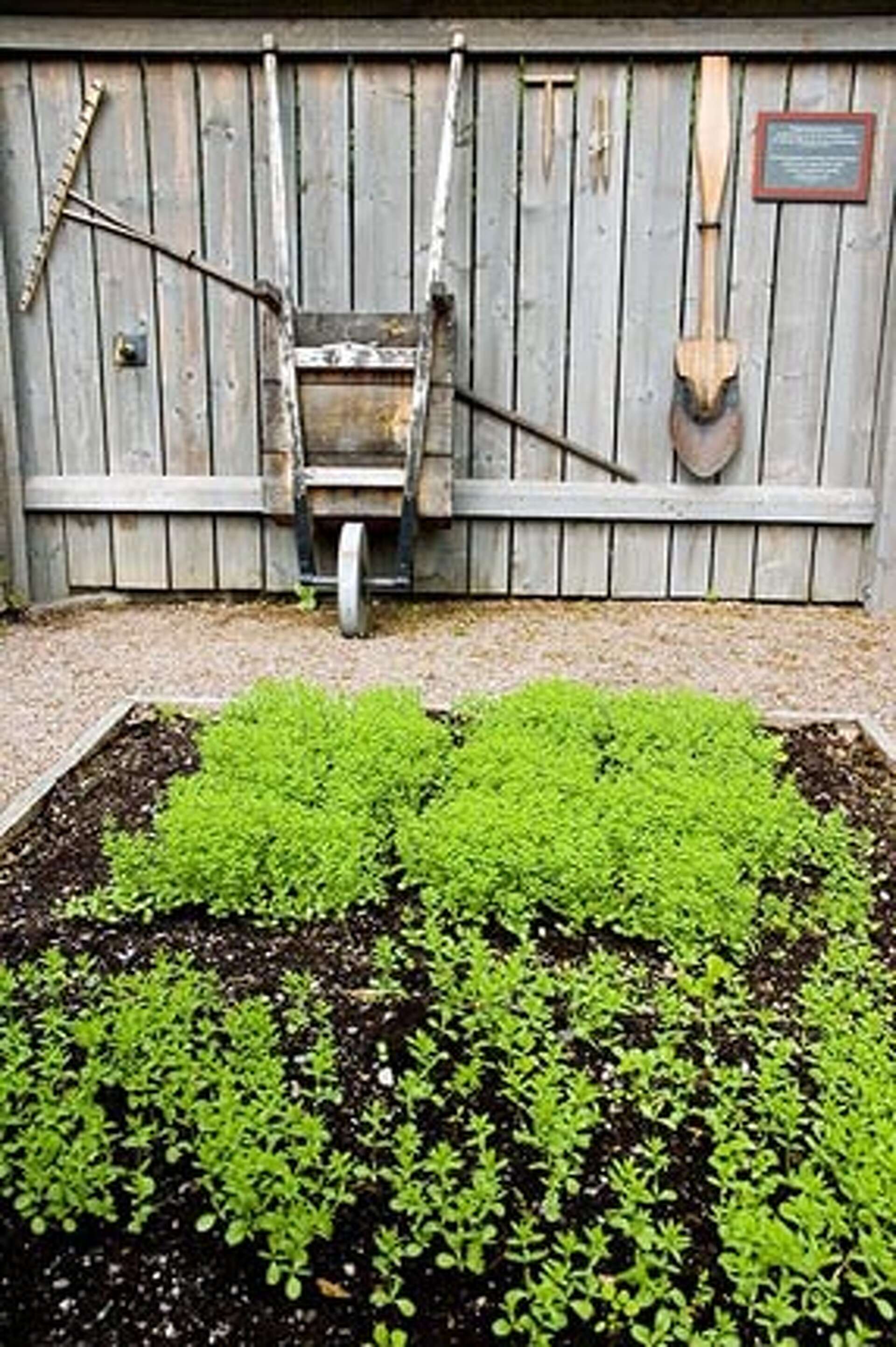 Renaissance garden grows insight into the lives of long-gone sailors