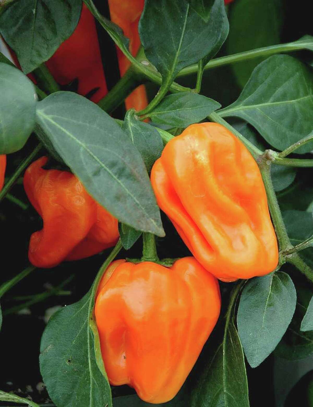 A hot new pepper without the burn