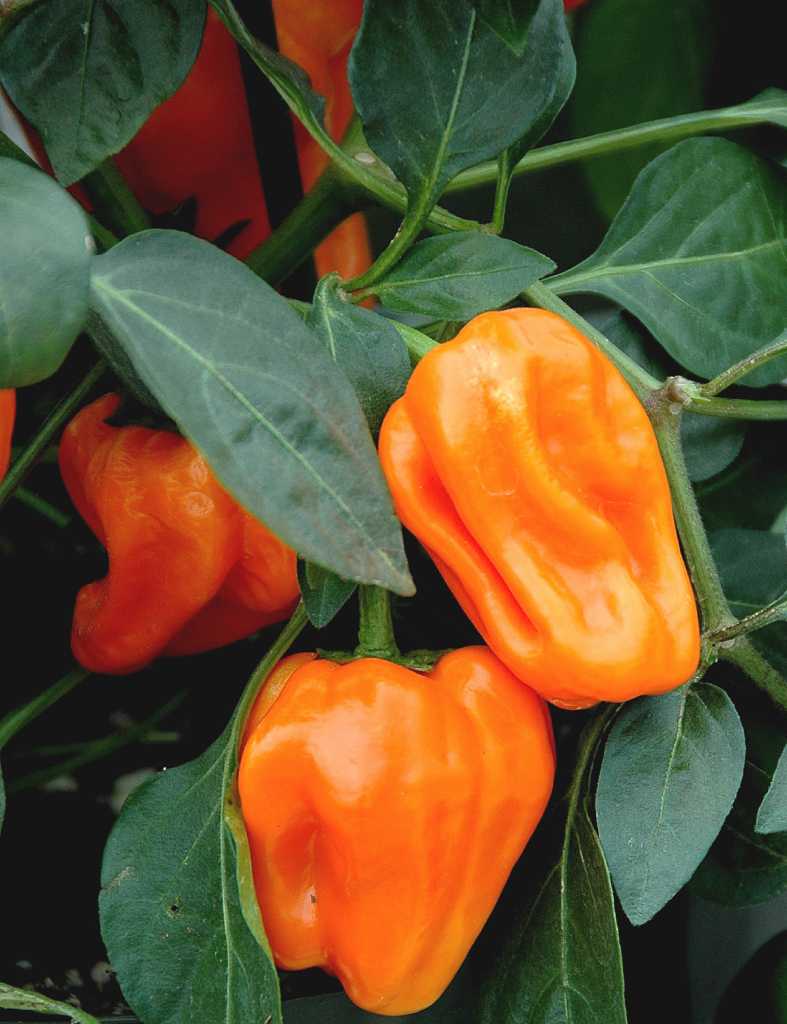 A hot new pepper without the burn