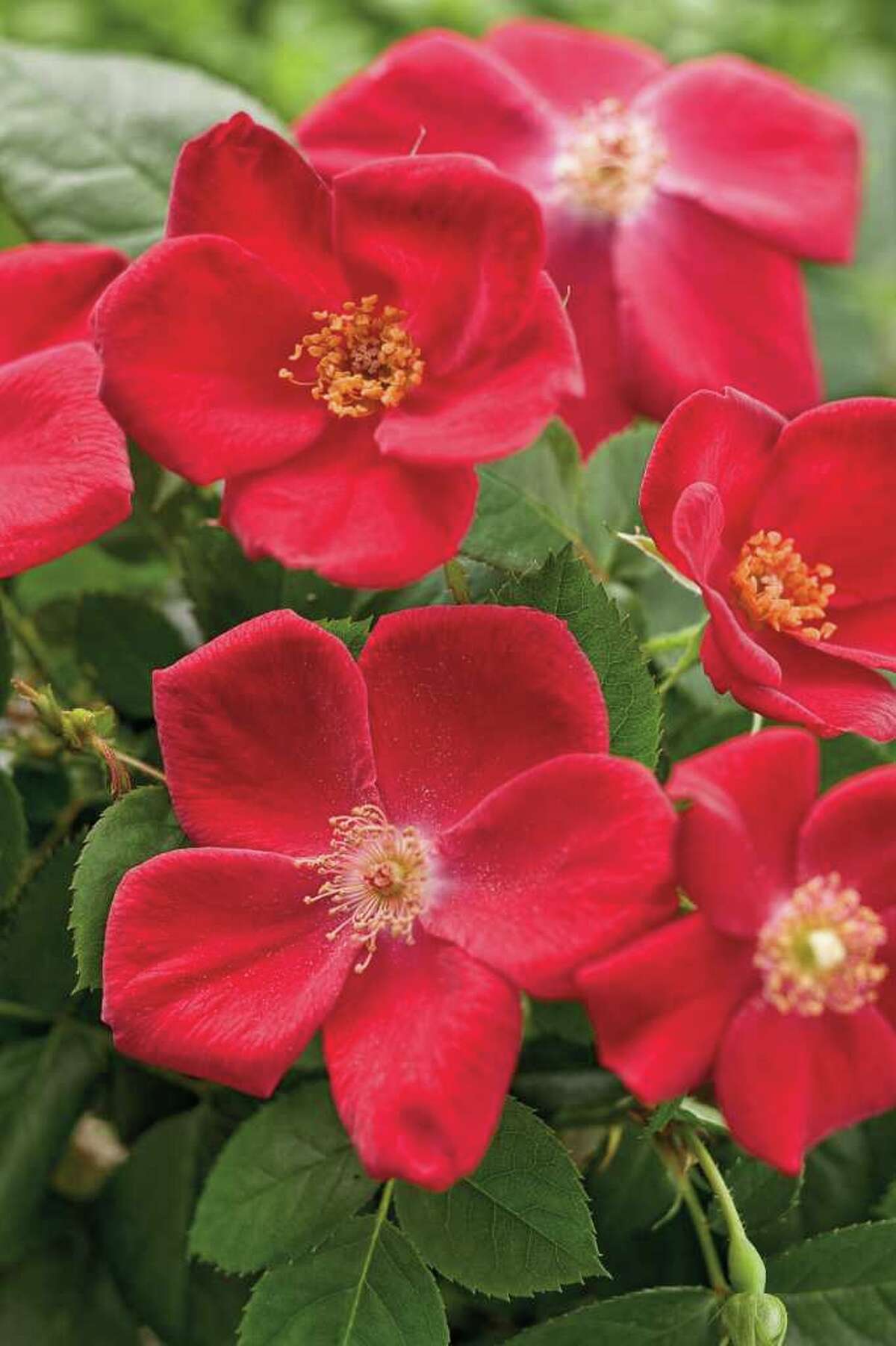 New plants are coming