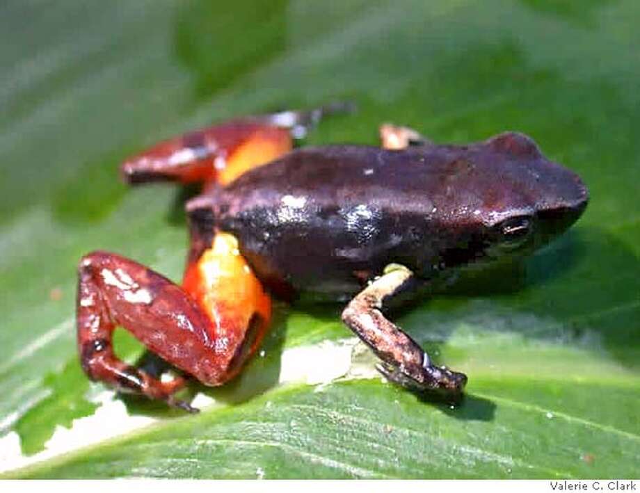 Panama and Madagascar home to similar killer ants, frogs / They evolved ...