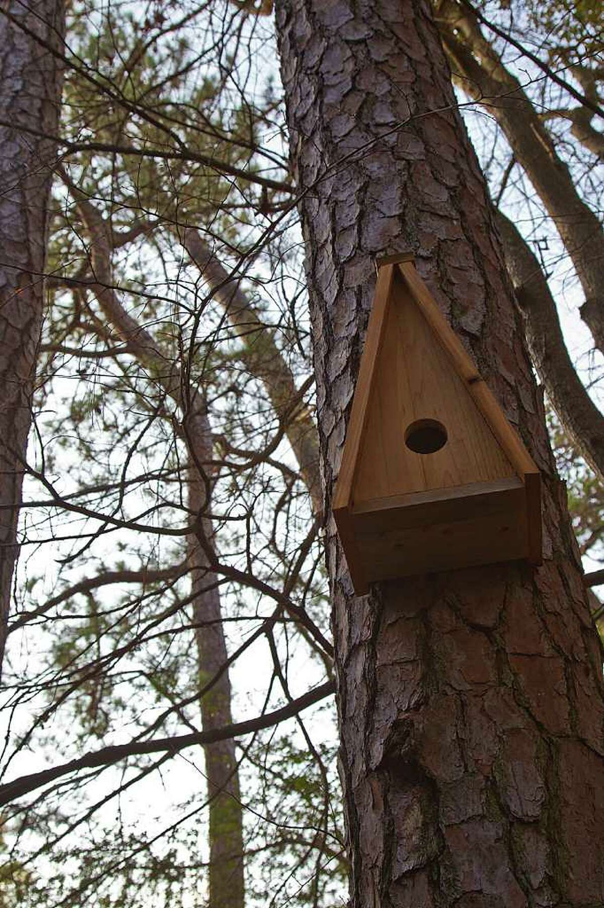 Hang a house for nesting birds