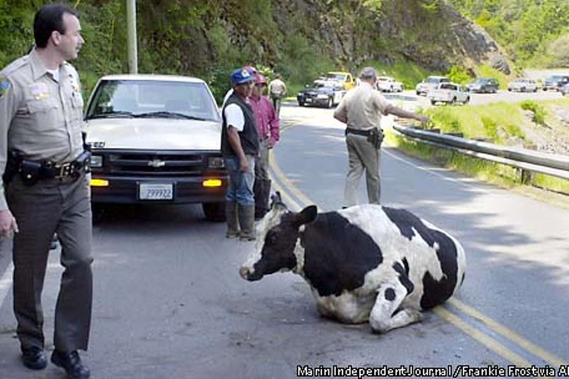 20 dairy cows tumble from cliff in Marin / All but 3 merely 'dazed and ...