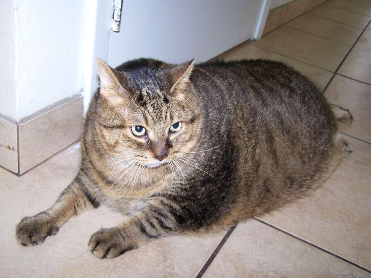 Flabby tabby slims down with exercise, TLC