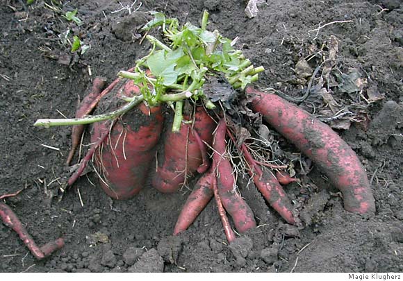 Tests discover the secrets to a successful sweet potato crop