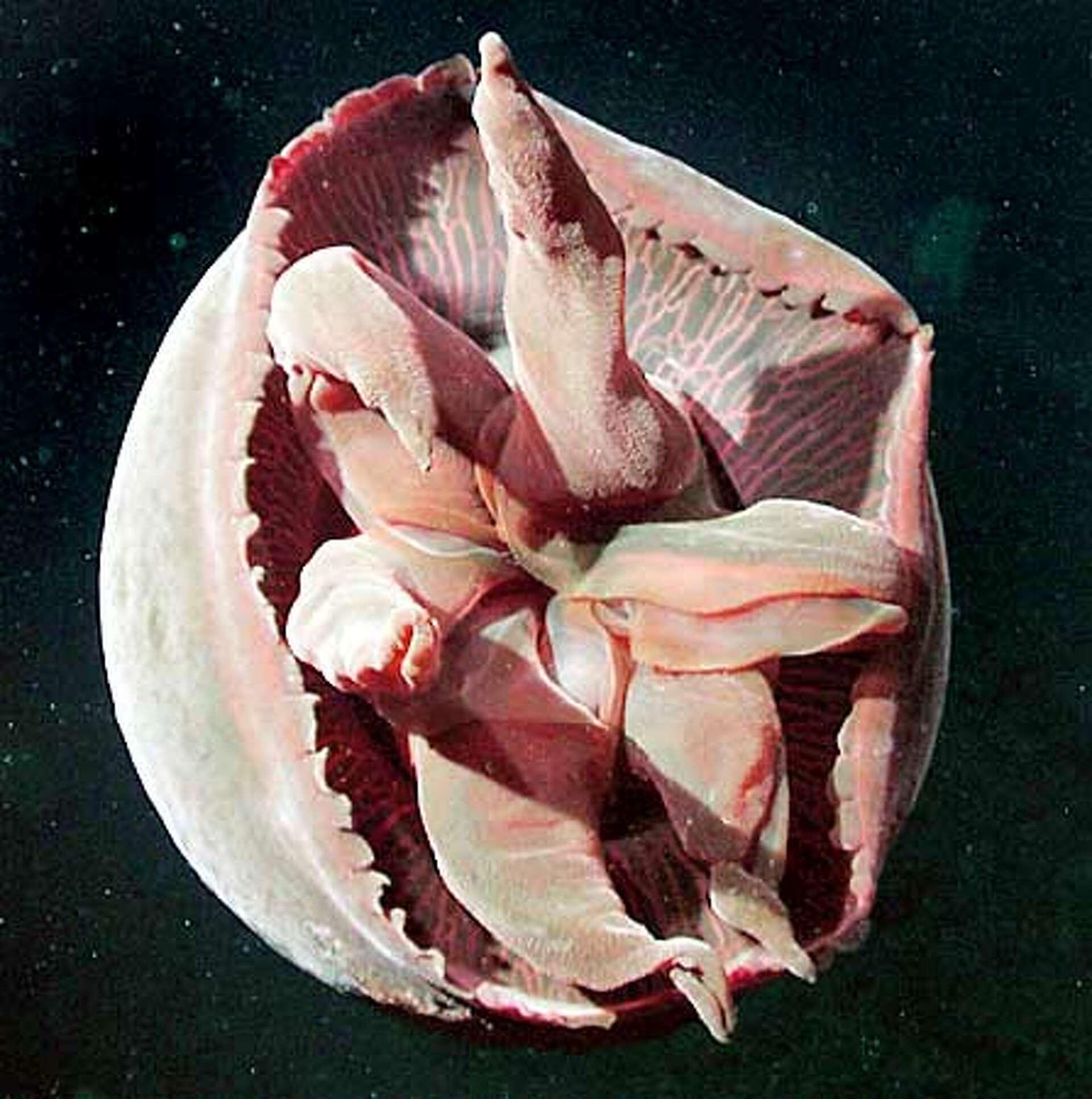 MYSTERIES OF THE ANIMAL WORLD / NEW JELLYFISH: Big Red has cluster of ...