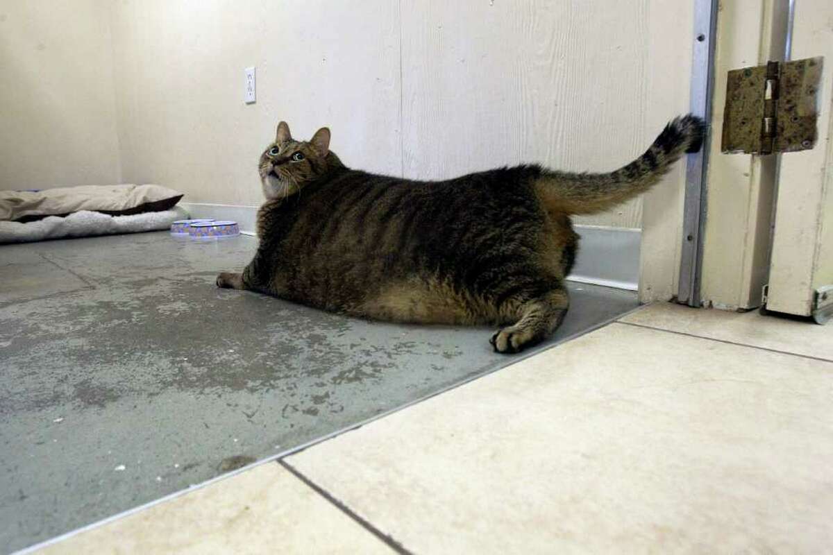 Fat cat persists through plateau, ends year slimmer