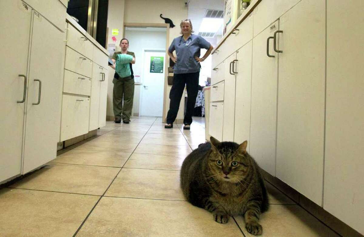 Fat cat persists through plateau, ends year slimmer