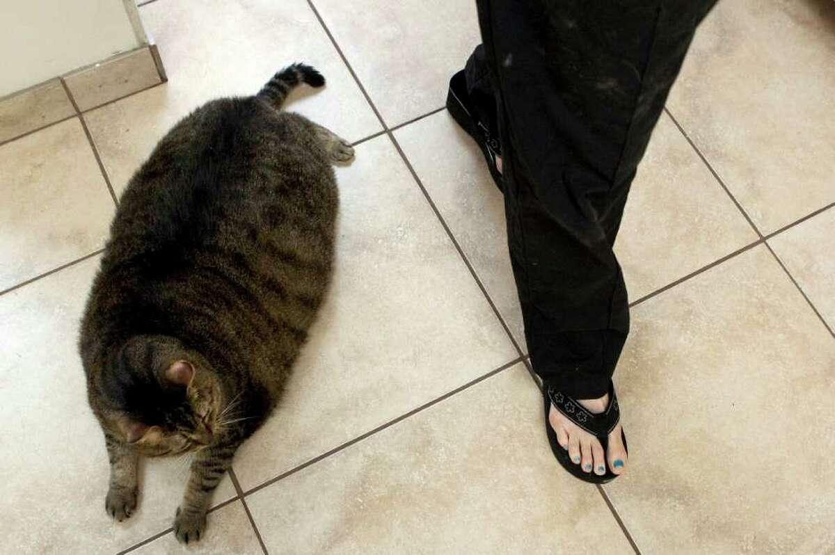 Fat cat persists through plateau, ends year slimmer
