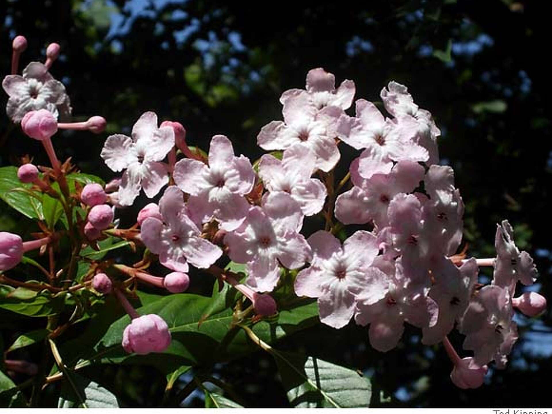PICK OF THE WEEK / Luculia / Fragrant flowers bloom on shrub