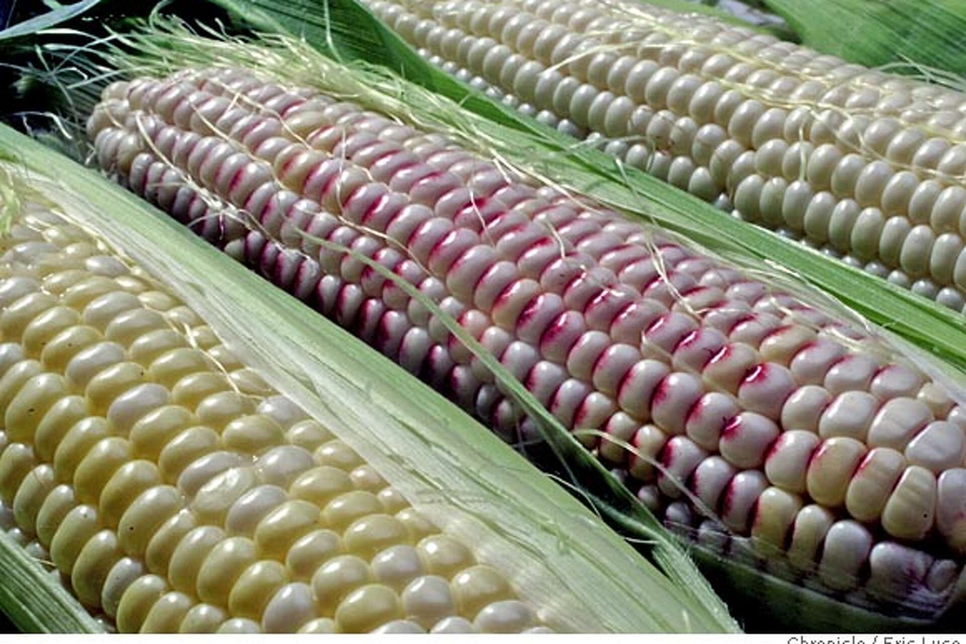 Scientists pinpoint gene in corn responsible for neat rows of kernels ...
