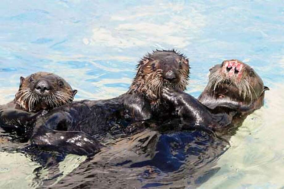Otters dying in record numbers / 92 have washed up on California coast ...