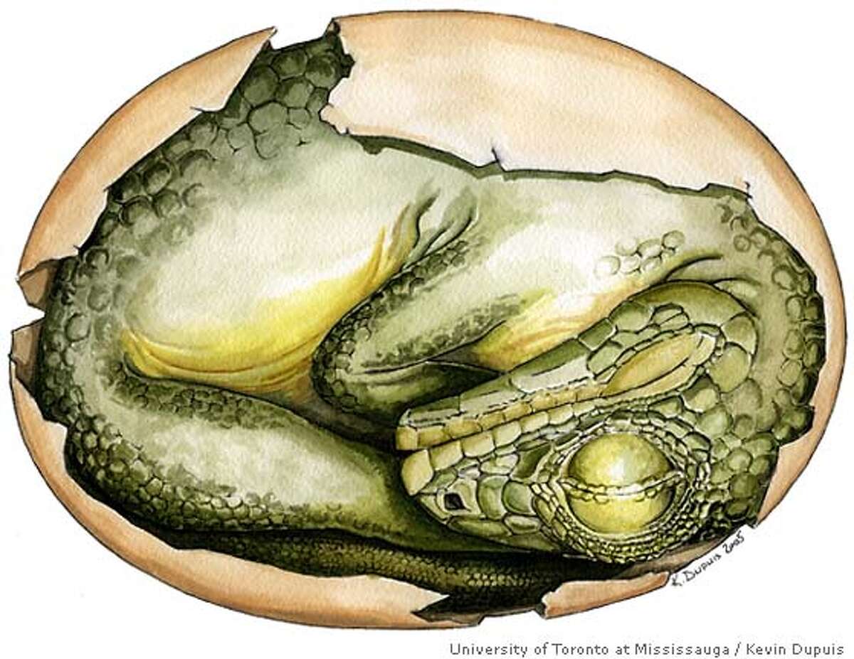 INSIDE DINOSAUR EGGS / Study of oldest fossil embryos is of 'extreme ...