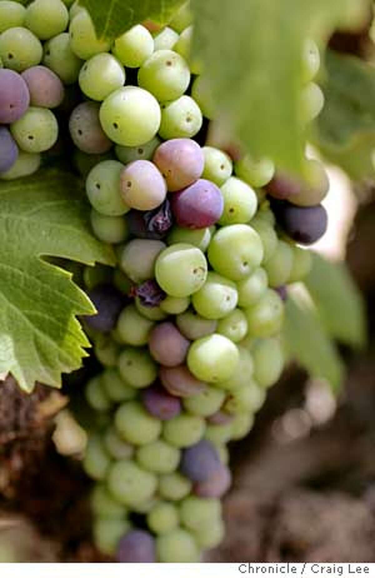 Golden Oldies / There's more than just fruit in old-vine Zinfandel ...