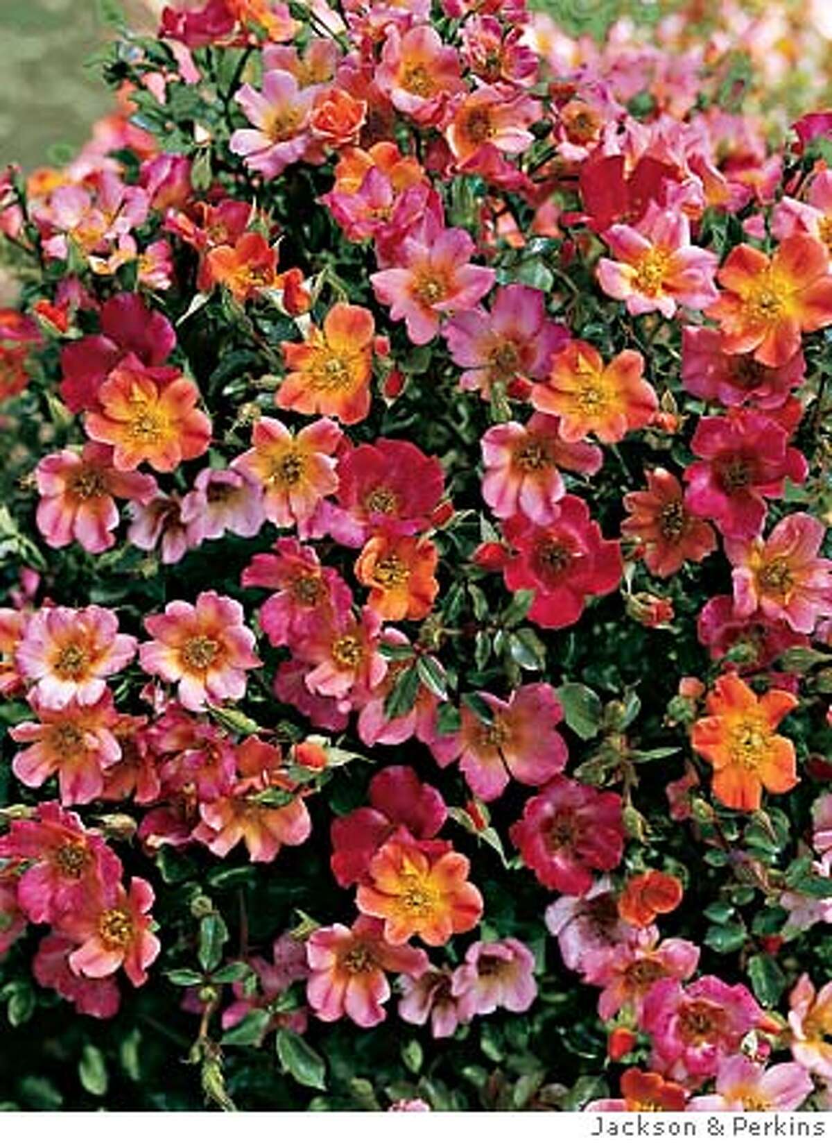 The year's roses to watch / Some All-America choices and others, from ...