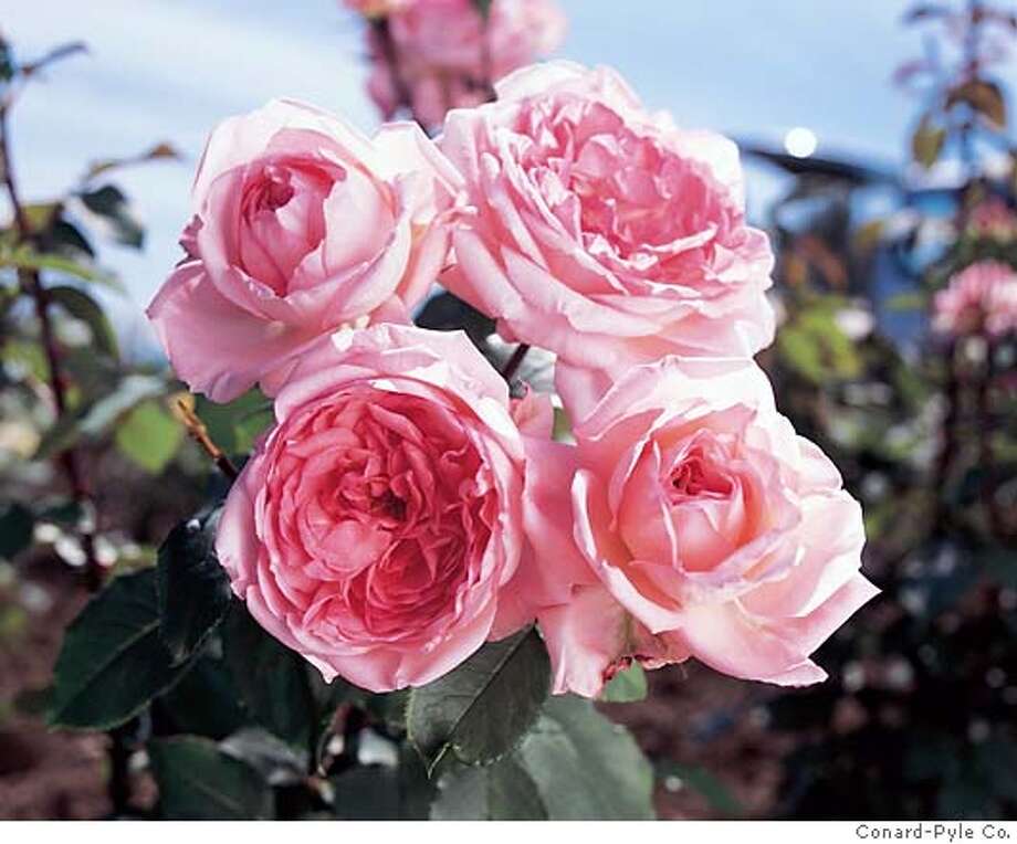 The year's roses to watch / Some All-America choices and others, from ...