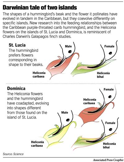 Birds, flowers found to evolve for each other / Beaks, foliage change ...