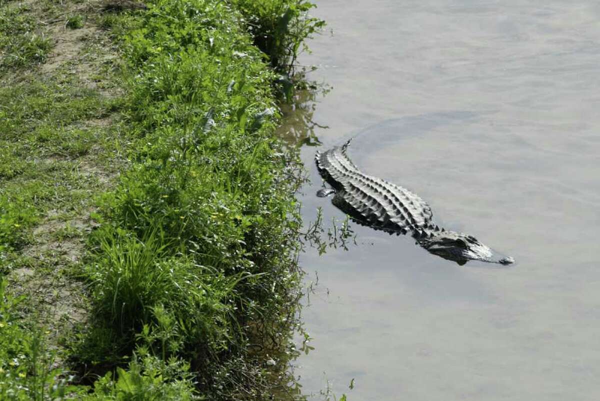 Bayous provide connections to nature for our city