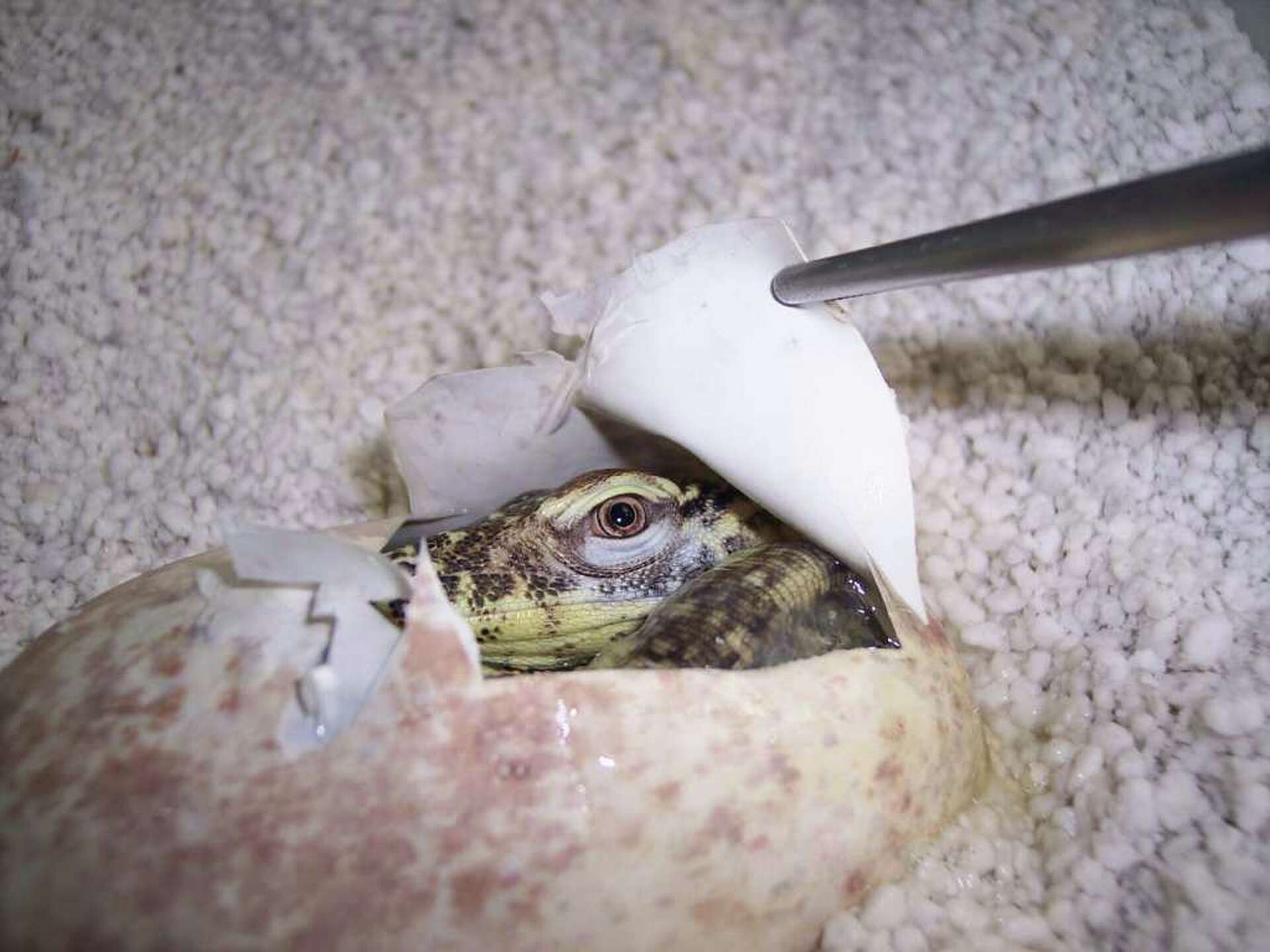 Baby Komodo dragon debuts at San Antonio Zoo
