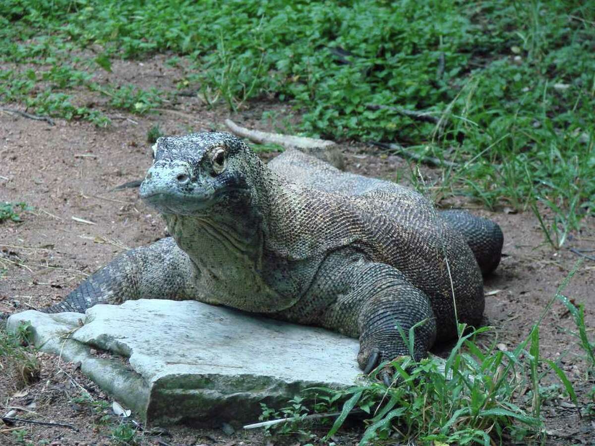Baby Komodo dragon debuts at San Antonio Zoo