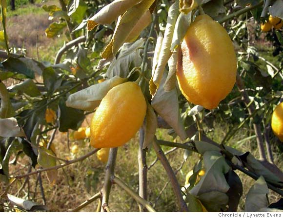 Saving your backyard citrus crop