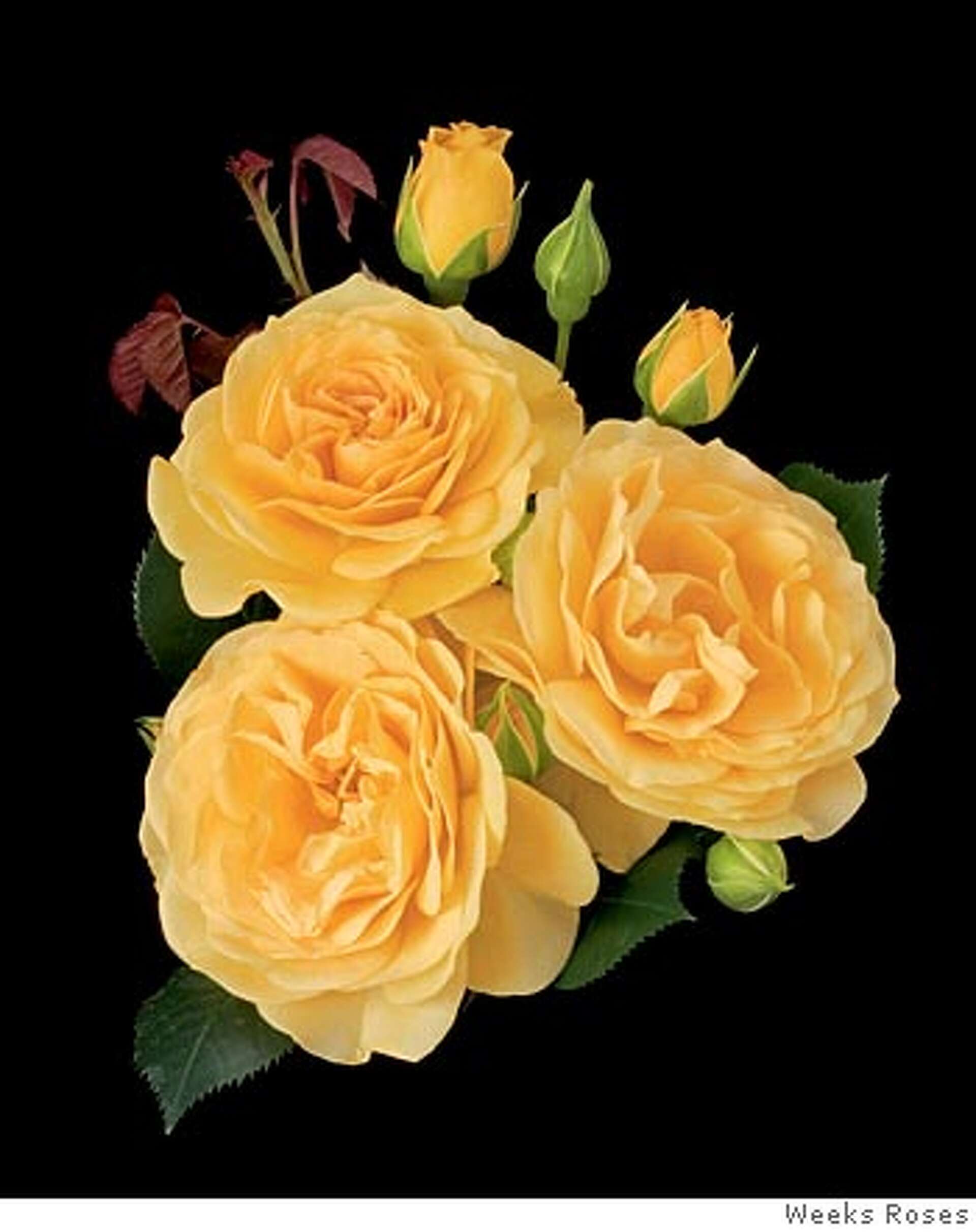 Fragrant roses for famous women