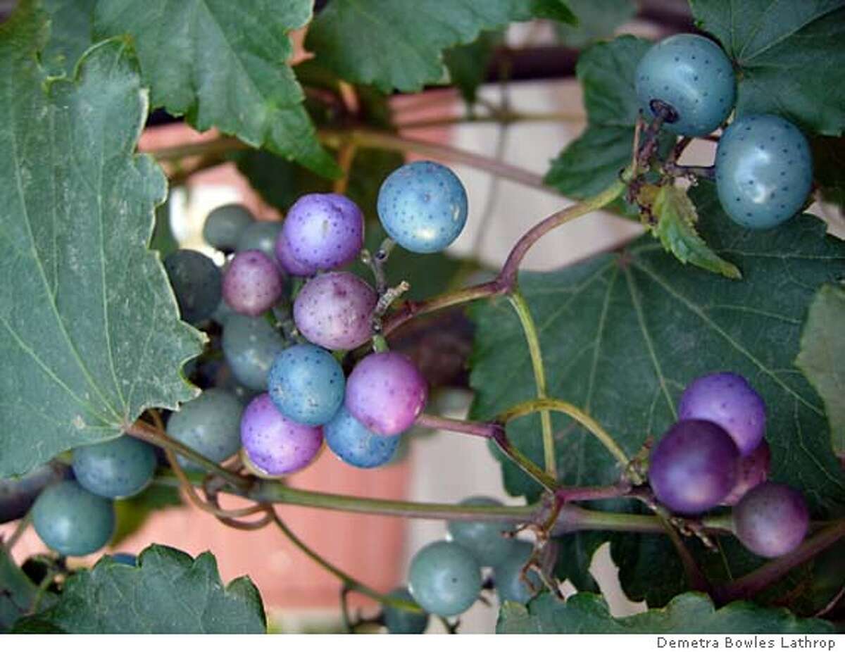 Woody fruit vine boasts beautiful berry colors