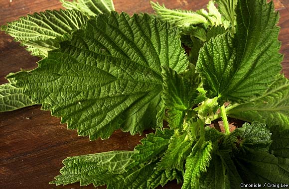 Stinging nettles: a green that can bite you back / But the benefits are ...