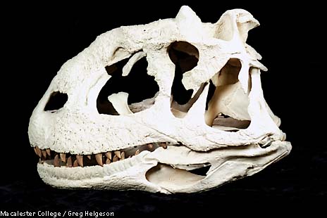 Scientists find cannibal dinosaur / Meat-eater's bones show telltale ...