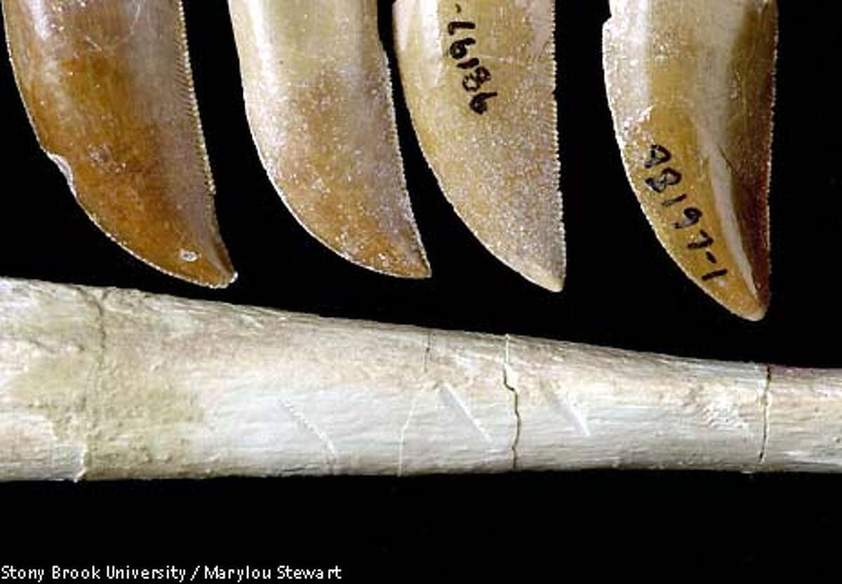 Scientists find cannibal dinosaur / Meat-eater's bones show telltale ...