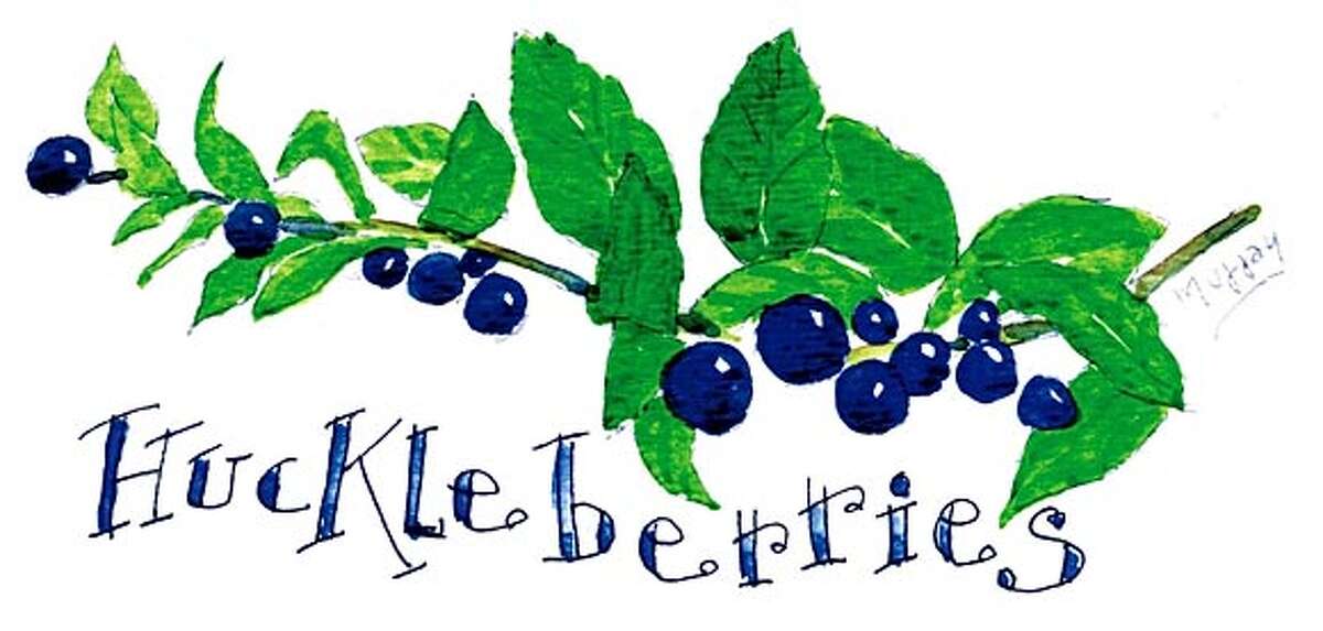 Rainy June brings dreams of wild huckleberry harvest