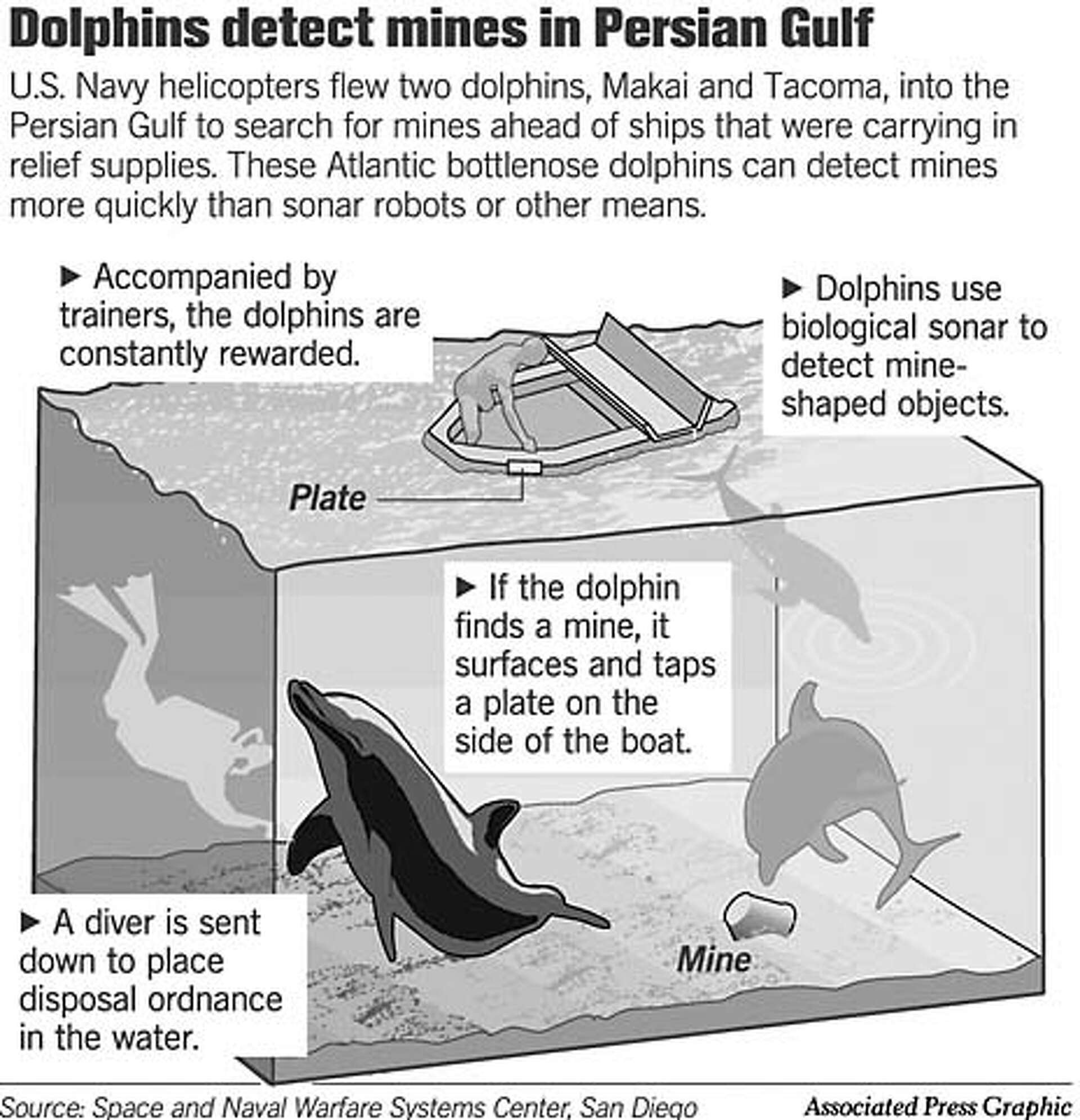 Dolphins hunt for mines in gulf waters / Trained animals helping Navy ...