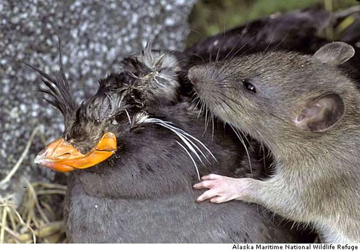 Oil spill isn't worst scourge raised by grounded ship / Alaska ...