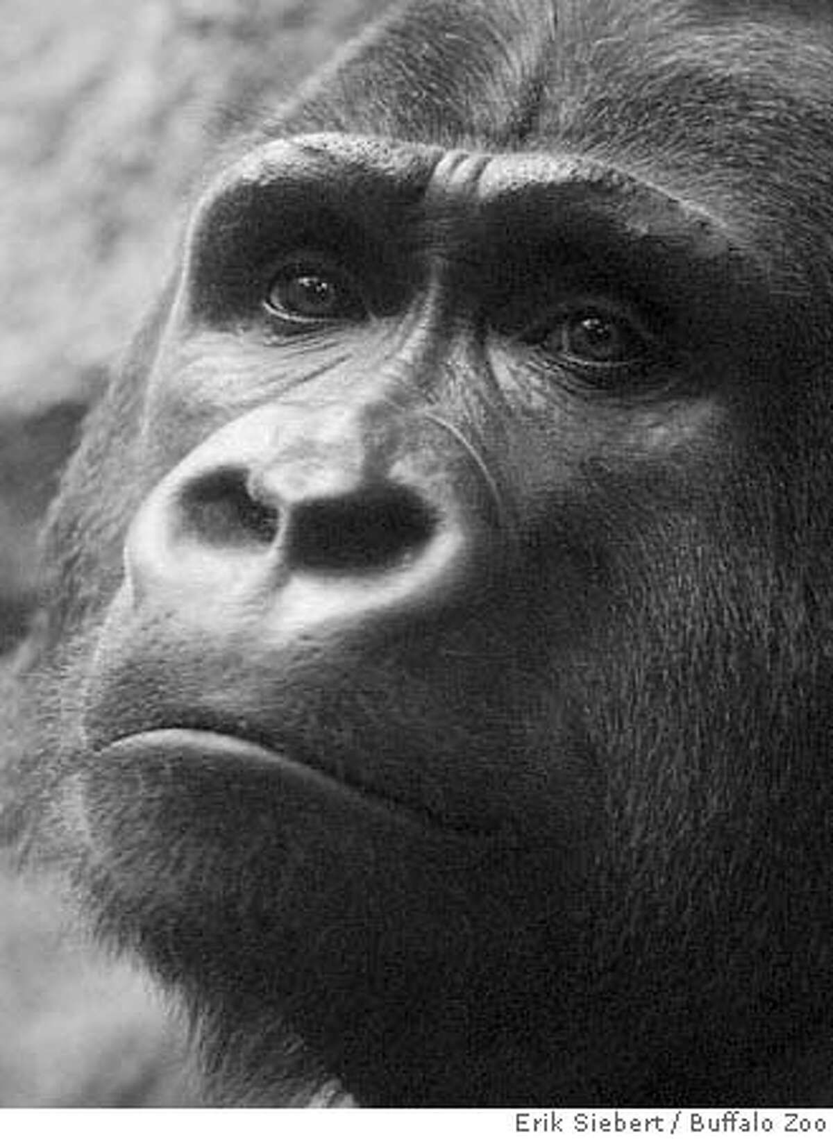 Unlucky in love, a gorilla returns home to S.F. / High hopes he'll bond ...