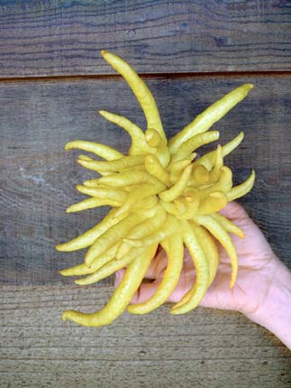 Fragrant fruit for cooking or decorating