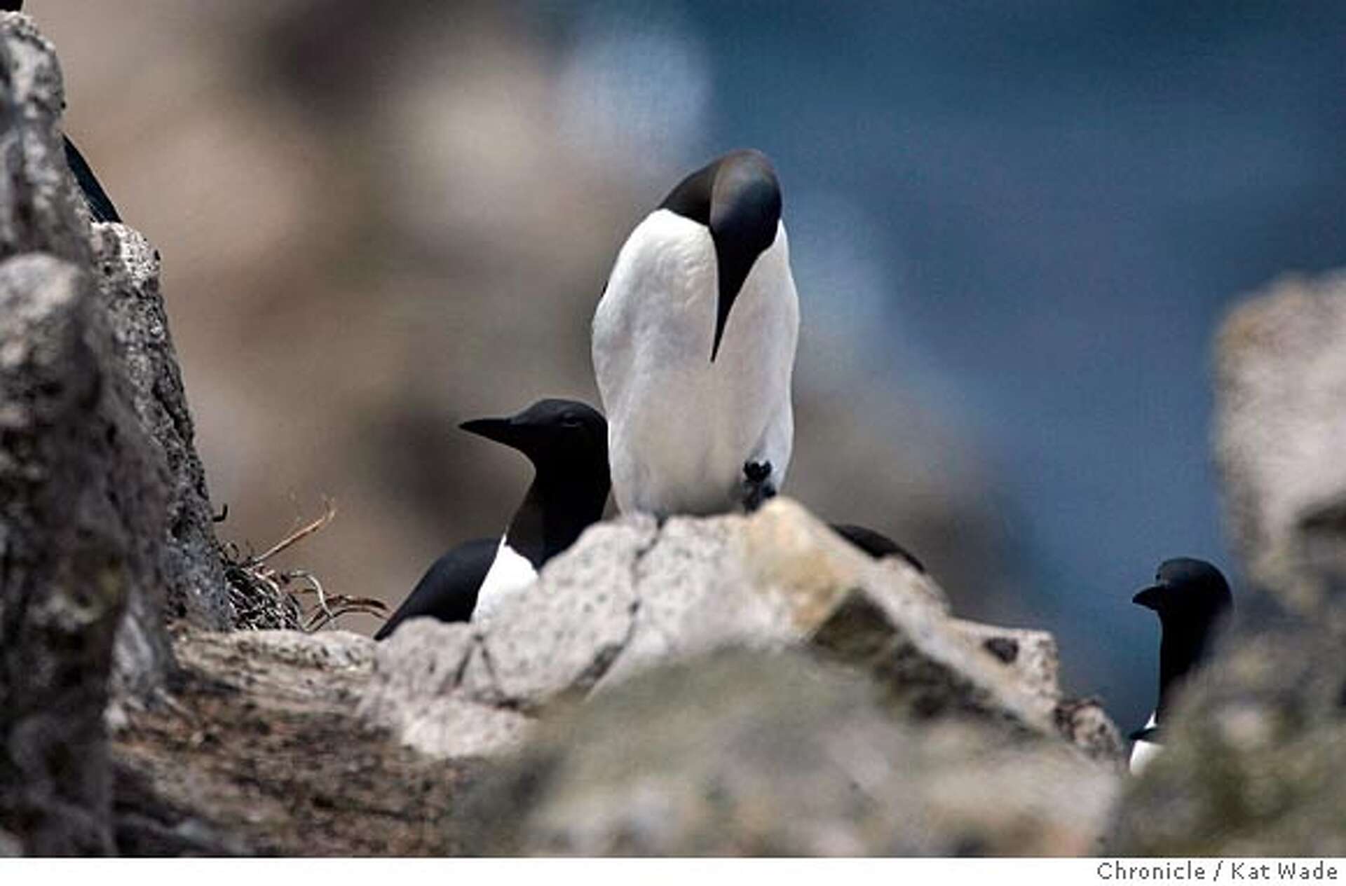 It's for the seabirds / The Farallon National Wildlife Refuge is also ...