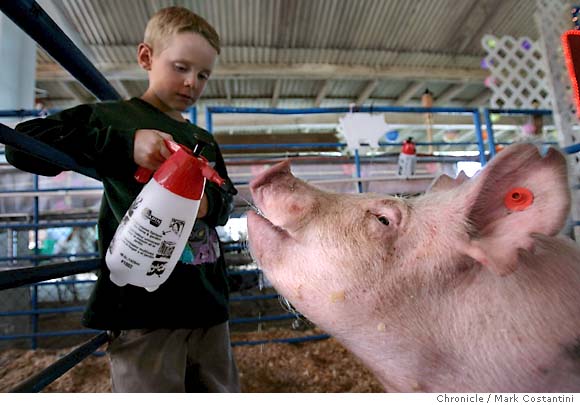 Going hog wild for a drink of cool water