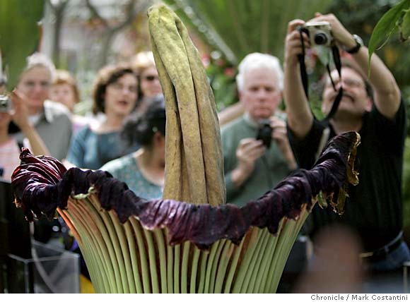 Plant lovers make a big stink over bloom at S.F. conservatory