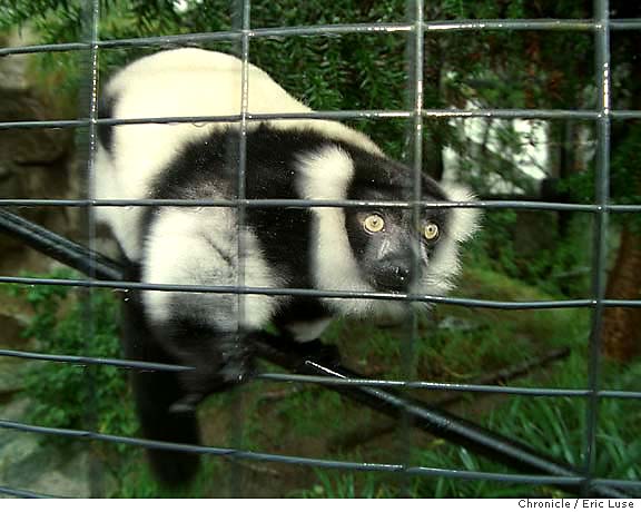 Monkeys ecstatic over their move to new quarters