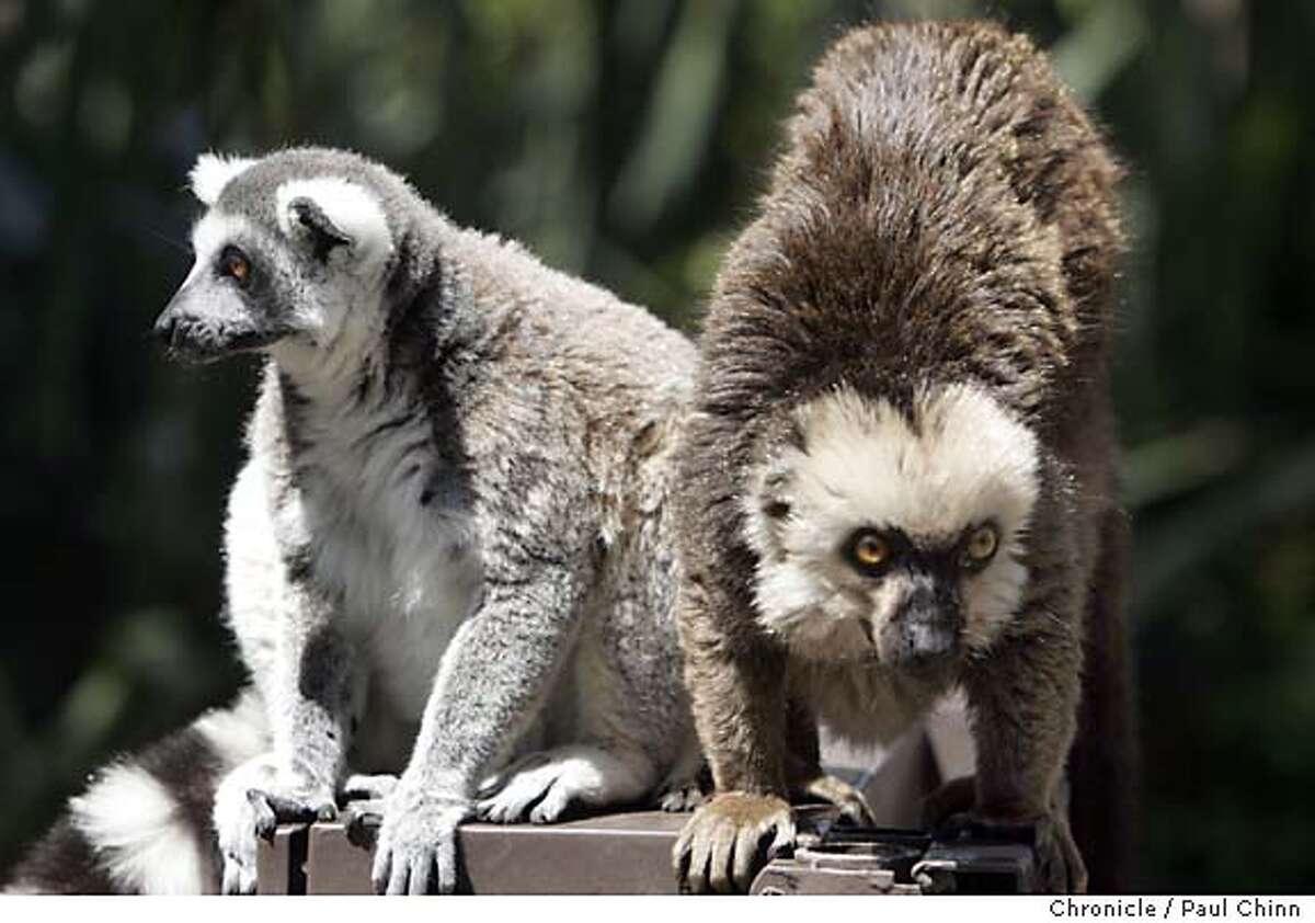 YA GOTTA LOVE LEMURS