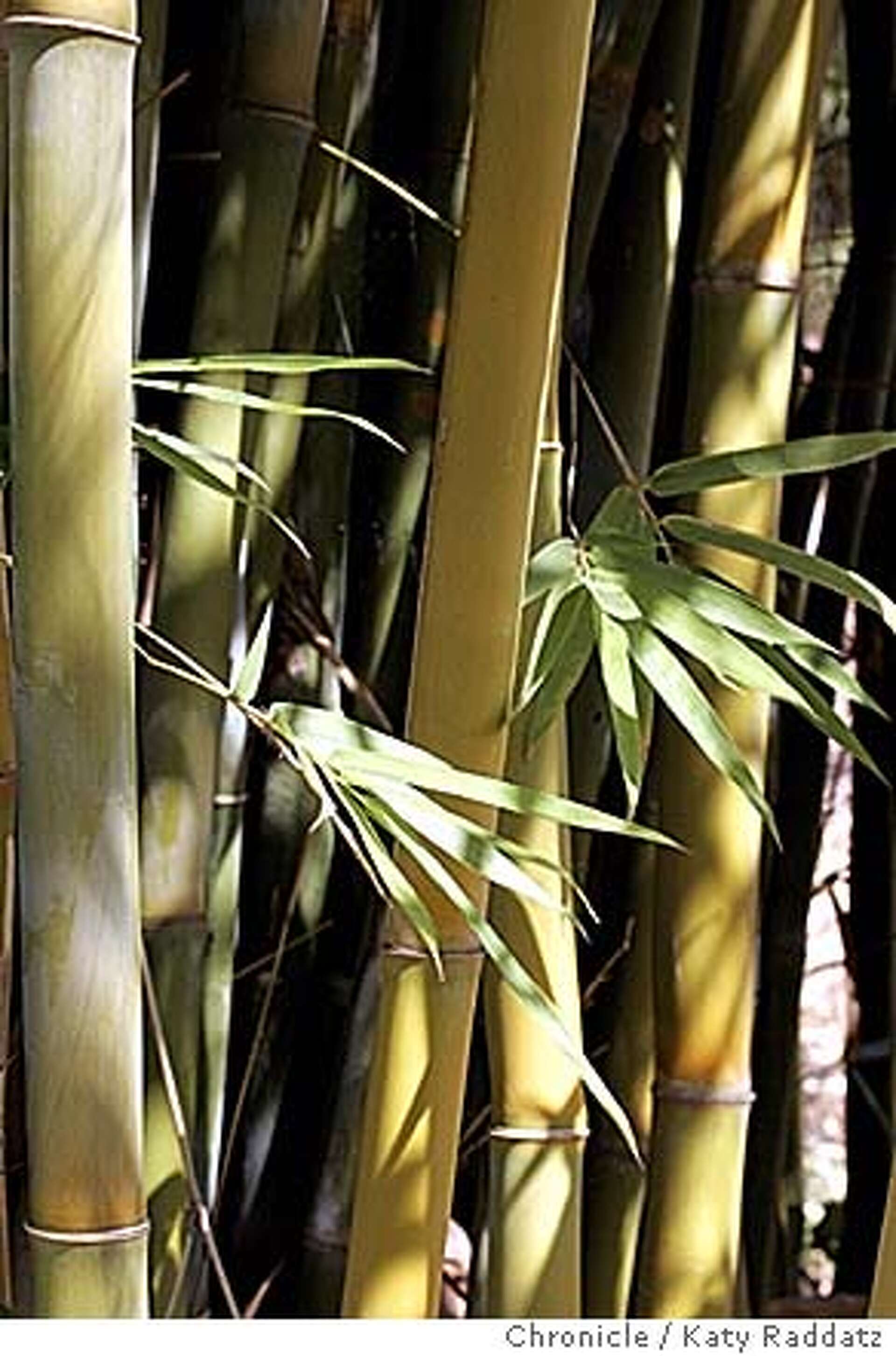 Green peace / Foothill College garden explores the diversity of bamboo