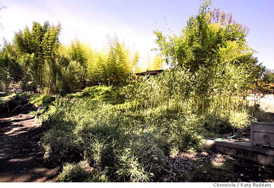 Green peace / Foothill College garden explores the diversity of bamboo