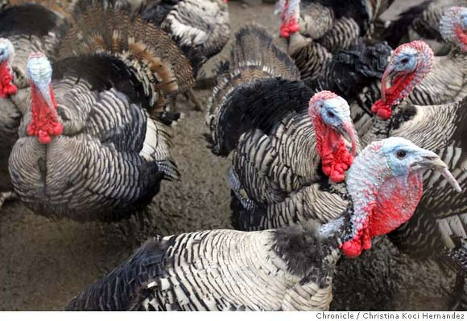 Small turkey farmers carve special niche / Mom-and-pop operations ...
