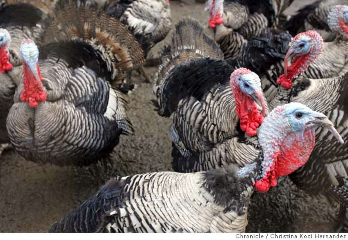 Small turkey farmers carve special niche / Mom-and-pop operations ...
