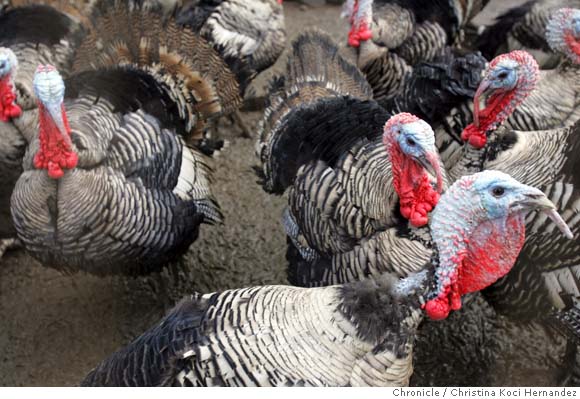 Small turkey farmers carve special niche / Mom-and-pop operations ...